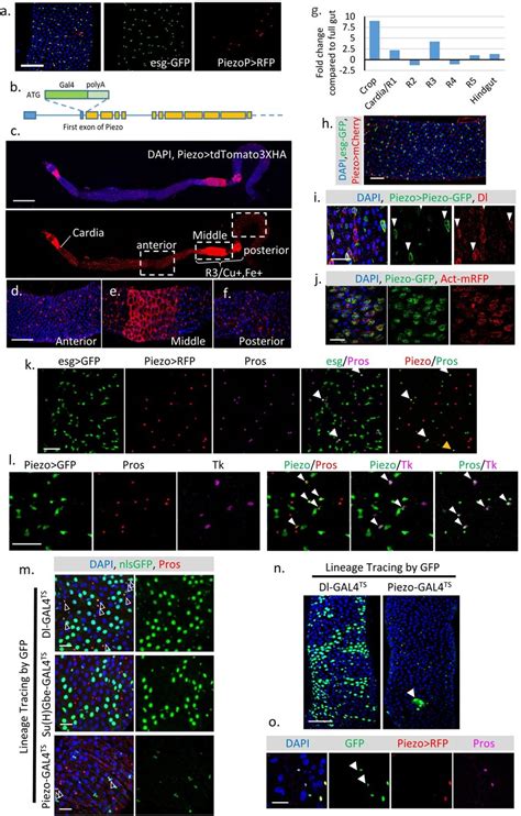 Piezo Expression Pattern And Piezo⁺ Cell Lineage In The Fly Midgut A