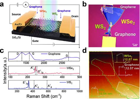 A Schematic Diagram Of The Graphene Integrated Ws 2 Wse 2 Download Scientific Diagram