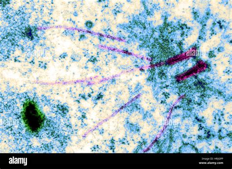 What Are Spindle Fibers In Cell Division Of The Made