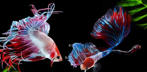 Le Poisson Globe Mystérieux Et Fascinant Habitants Des Océans Poisson Passion