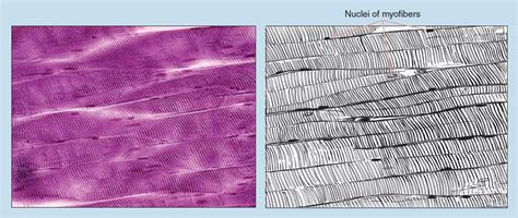 Chapter 6 Muscle Tissue Histology An Identification Manual