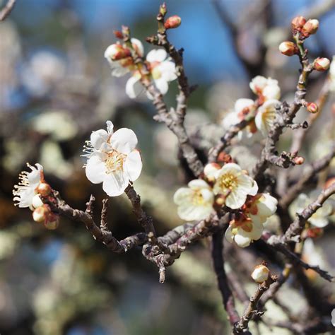 兼六園の梅林おまけ編野々市市公園紅梅 金沢おもしろ発掘