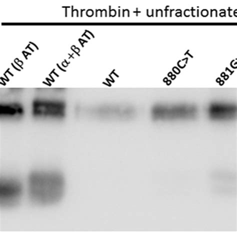 Formation Of Thrombin Antithrombin Complexes By Recombinant Wild Type