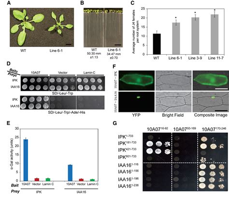 Figure 3 From The Cyst Nematode Effector Protein 10a07 Targets And