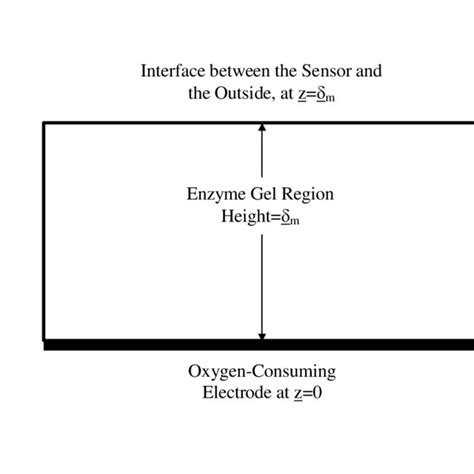 1 D Sensor Model Geometry Oxygen Based Sensor Download Scientific