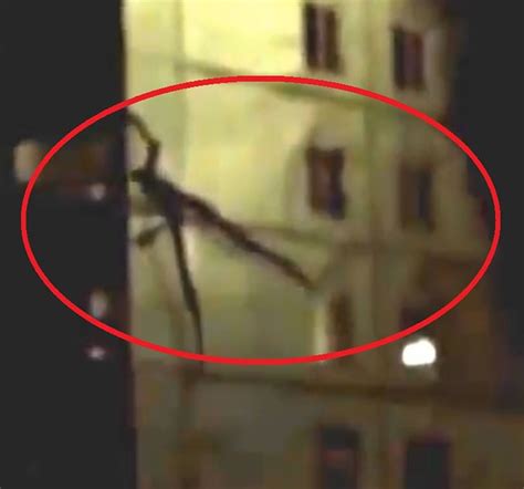 Палочник буратино Криптиды и монстры вики Fandom