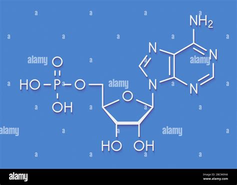 Adenosine Monophosphate Amp Adenylic Acid Molecule Nucleotide Monomer Of Rna Composed Of