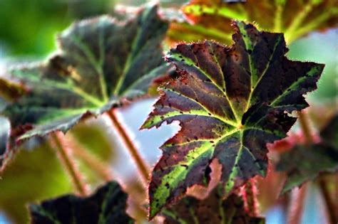 3 000 Free Gorgeous Begonia And Begonia Images Pixabay