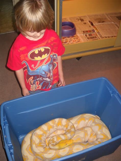 4 Year Old Handling Reticulated Python