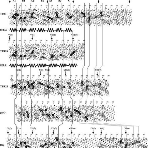 Hca Alignment Of Human Tpr1 Dp1 Tpr2a And Tpr2b Dp2 Hop Domains B Download Scientific