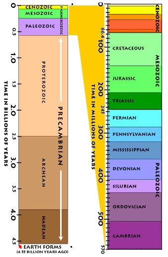 Fossil Record Timeline