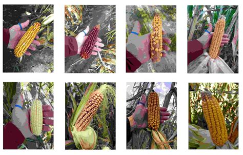 Deepcorn A Semi Supervised Deep Learning Method For High Throughput Image Based Corn Kernel