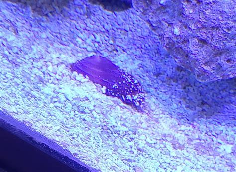 Bivalve Found In Live Rock Rreeftank