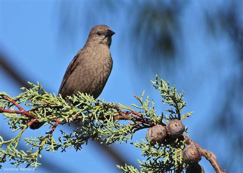 Ml630500077 Grayish Baywing Macaulay Library