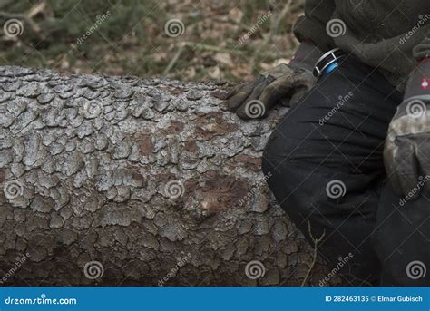 Tree Felling And Logging In The Forest Stock Image Image Of Land Lumberjack
