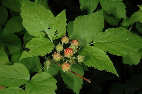 Rubus Occidentalis Rosaceae