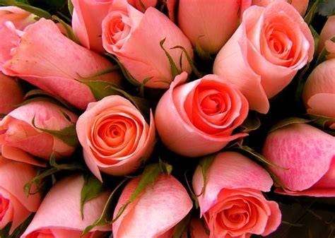 Rose Cultivation Information Guide Asia Farming