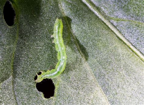 Cómo Combatir El Gusano Verde En Tus Plantas Métodos Efectivos Y Naturales Plantasmanía 🌱 🌱