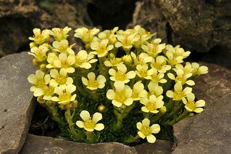 How to Plant and Grow Saxifraga with J. Parker's