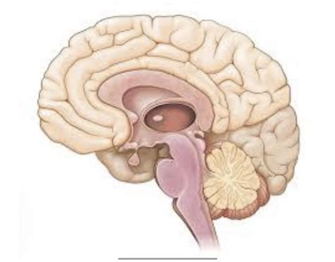 The Older Brain Structure Quiz