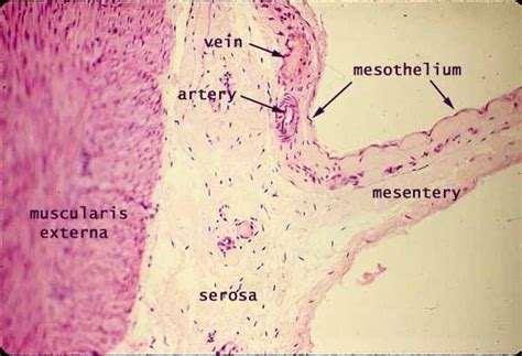 Histology At Siu