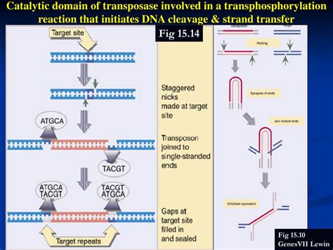 Ppt ‘mobile Dna Transposable Elements Powerpoint Presentation Free Download Id 3897962