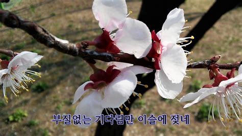 은방울자매 갔다고 잊었나 Youtube