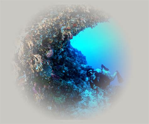 Scuba Diving Course Coral Identification