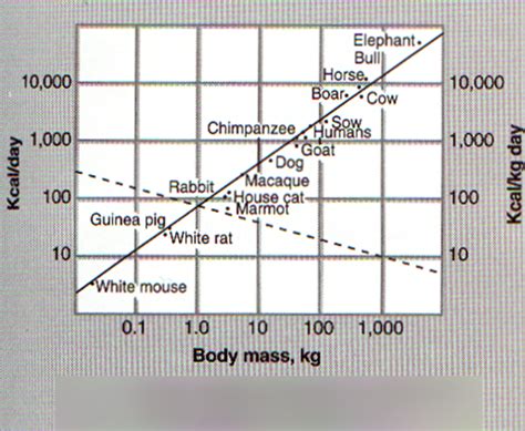 Lecture Exam 2 Diagram Quizlet Lecture Exam 2 Diagram Quizlet