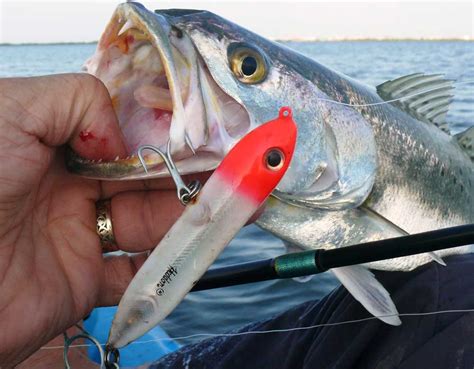 Topwater Fishing For Speckled Trout