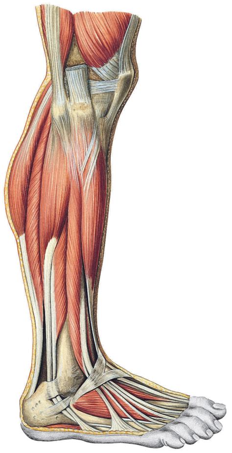 Onderbeen Zijaanzicht Spieren Anatomie Week Diagram Quizlet