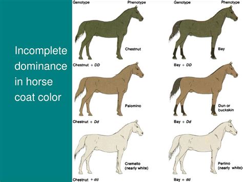 ppt complex patterns of inheritance powerpoint presentation free