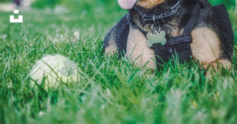 검은 색과 황갈색 짧은 코트 중간 크기의 개는 낮 동안 푸른 잔디밭에 누워 있습니다 사진 Unsplash의 무료 북아일랜드 이미지