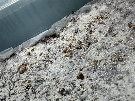 At What Point Do You Know Its Okay To Pick Blobs R Shroomery