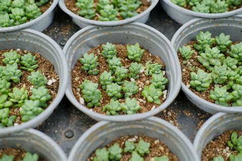 新玉缀夏天室内怎么养 花百科