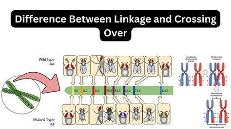 Difference Between Gene And Allele Definition And Examples Biology