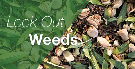 Protect Your Orchard From Nutrient Robbing Weeds Crop Science Us