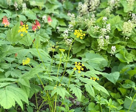 Virginia Conservation Assistance Program Vcap Cultivate Nature