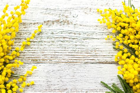 카피 스페이스와 흰색 나무 배경에 노란색 봄 꽃 미모사의 가지 0명에 대한 스톡 사진 및 기타 이미지 0명 3월 8 Istock