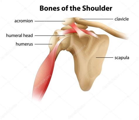 Bones Of The Shoulder Stock Vector By ©blueringmedia 27770457