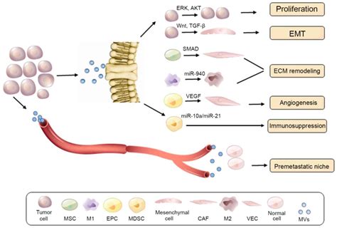 Role Of Tumorderived Extracellular Vesicles In Cancer Progression And