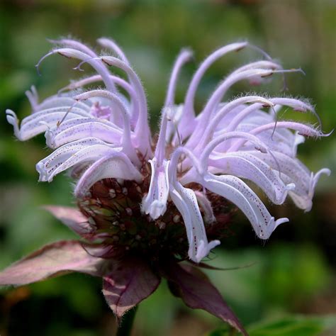 Monarda bradburiana - Midwest Groundcovers, LLC