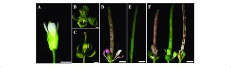 Phenotypes Of Flowers And Siliques Of Col 0 And 35sejsoc1 2 Ha