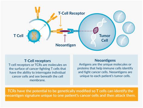 Cancer Neoantigen HD Png Download Transparent Png Image PNGitem