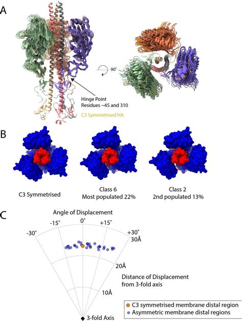 Flexibility Of The Membrane Distal Domains The Membrane Distal Regions Download Scientific