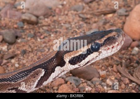 Ball Royal Python Python Regius Native To West And Central Africa Stock Photo Alamy