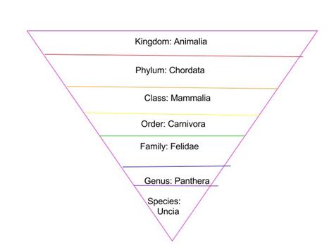 Taxonomy Pyramid Ben F Pd 3
