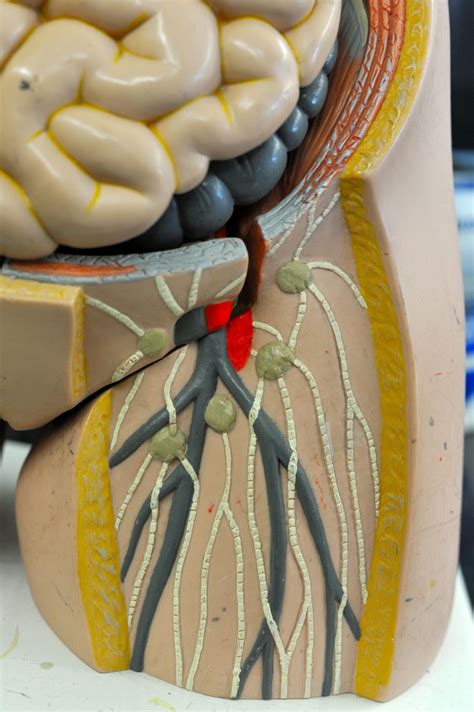 Human Anatomy Lab The Lymphatic System