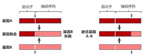 喜讯：领星 Rna Seq Fusion 融合基因检测产品上市 丁香园