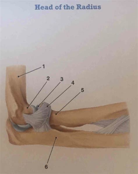 Head Of Radius Labeling Diagram Quizlet